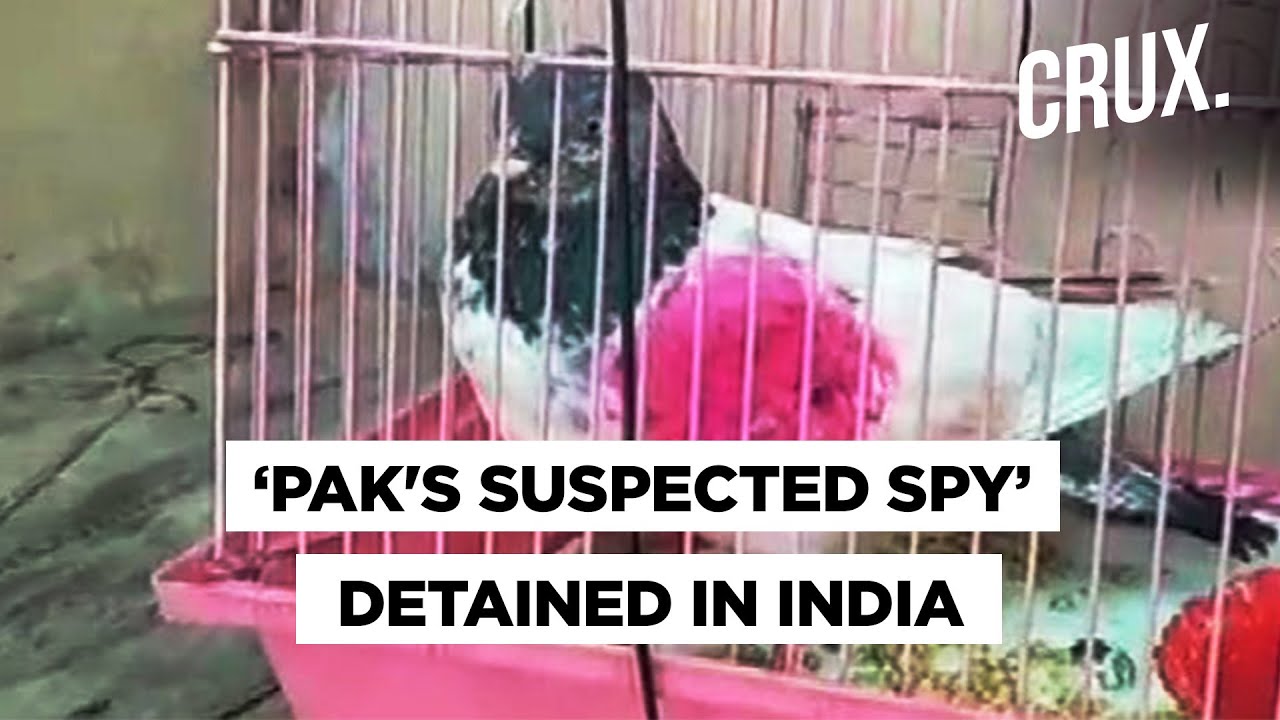 Pakistani Villager Urges PM Narendra Modi To Return His 'Spying' Pigeon ...