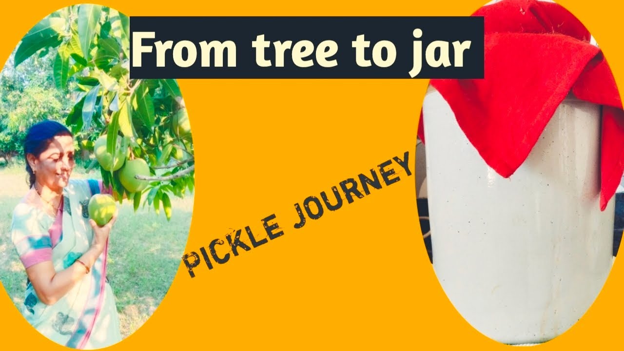 Traditional sweet& spicy Mango Pickles/Bellam Avakaya& Maagaya Recipes ...