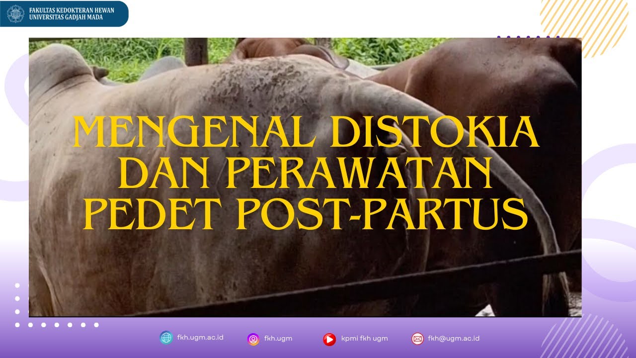 Mengenal Distokia dan Perawatan Pedet Post-Partus - YouTube