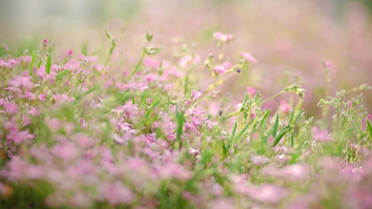 Animated Live Wallpaper, Screensaver, flowers, butterflies, Free no ...