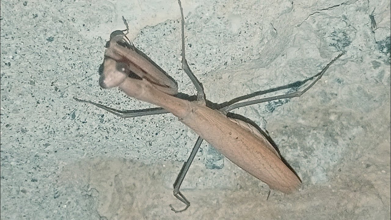 Praying Mantis: The Silent Assassin of the Insect World - YouTube