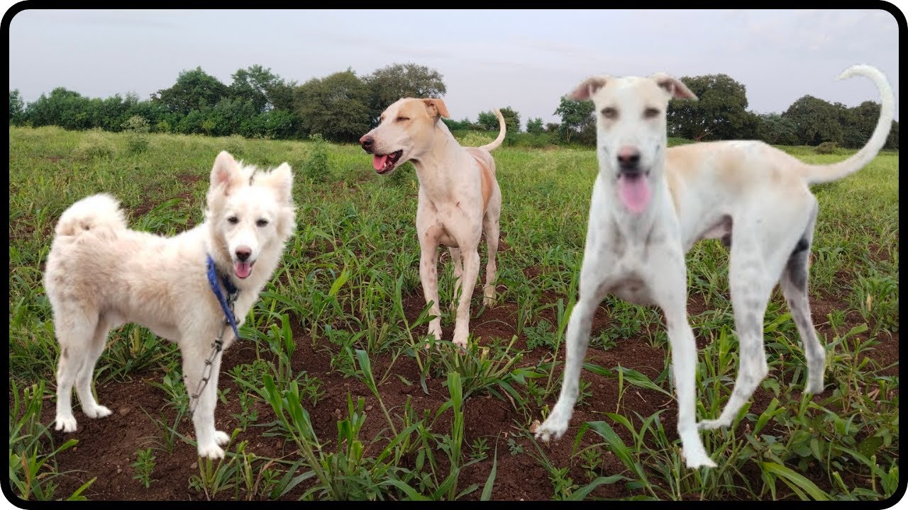 The Surprising Reason Why This Dogs is the Cutest || when dog playing ...