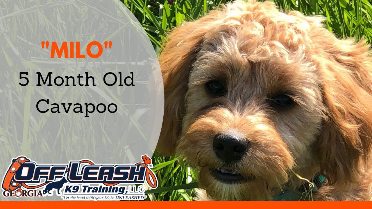 Milo 5 Month Old Cavapoo | Cavapoo Training Columbus GA | Board and Train Program - YouTube