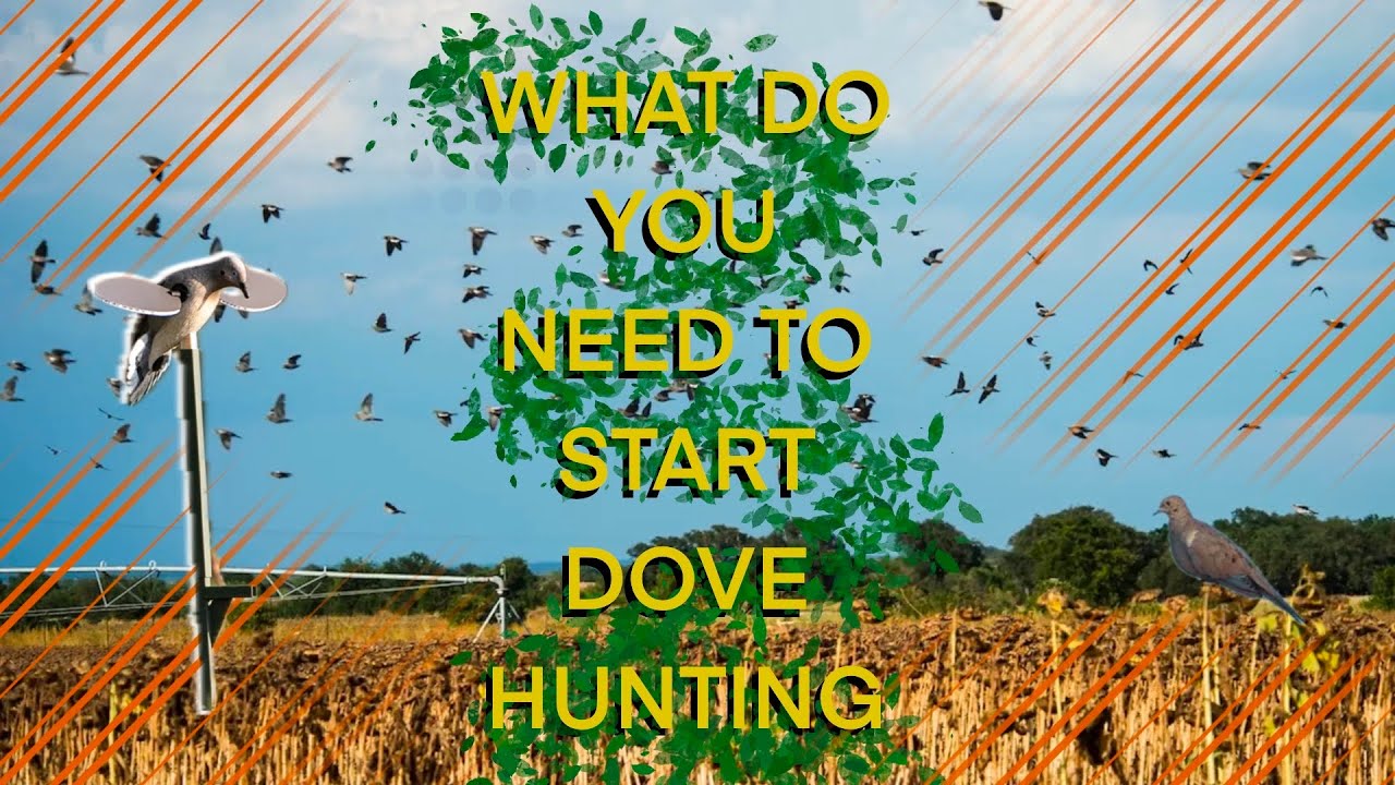 How to Start Dove Hunting: Tips for Beginners - YouTube