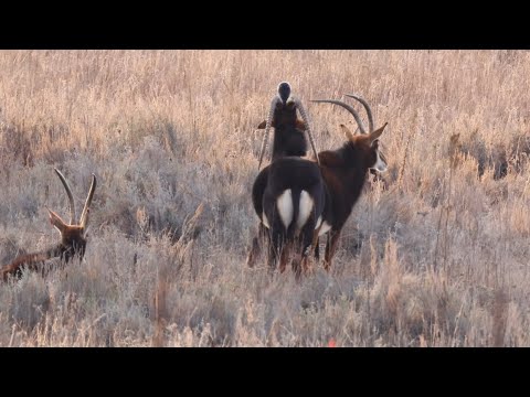 Sable antelope mating season, grazing in the savanna. #animal #travel # ...