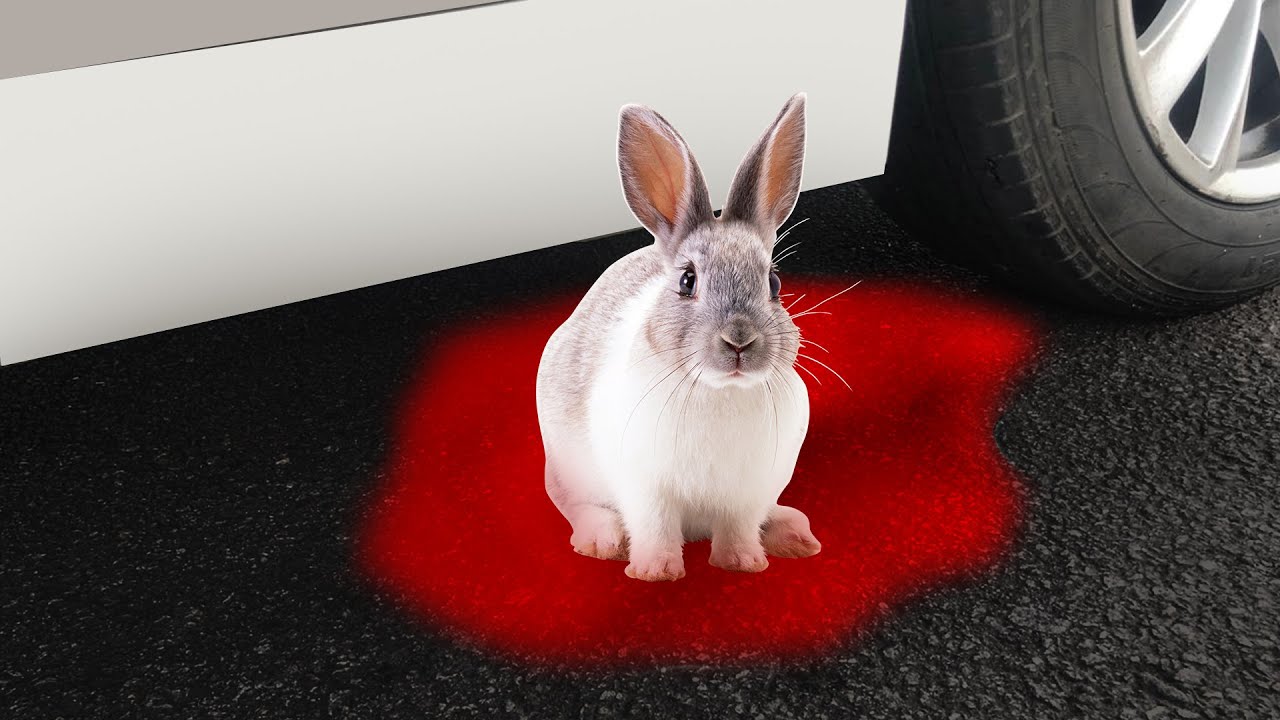Experiment Car vs Animals | Rabbit | Crushing Crunchy & Soft Things by ...