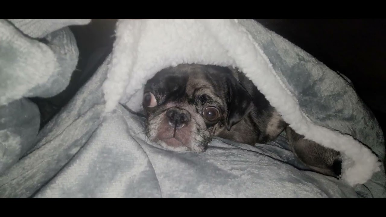 Snug like a pug in a snuggie? - YouTube