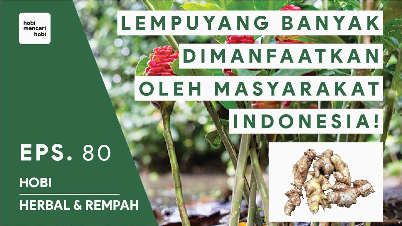 MANFAAT LEMPUYANG UNTUK KESEHATAN - HERBAL REMPAH INDONESIA #80 - YouTube