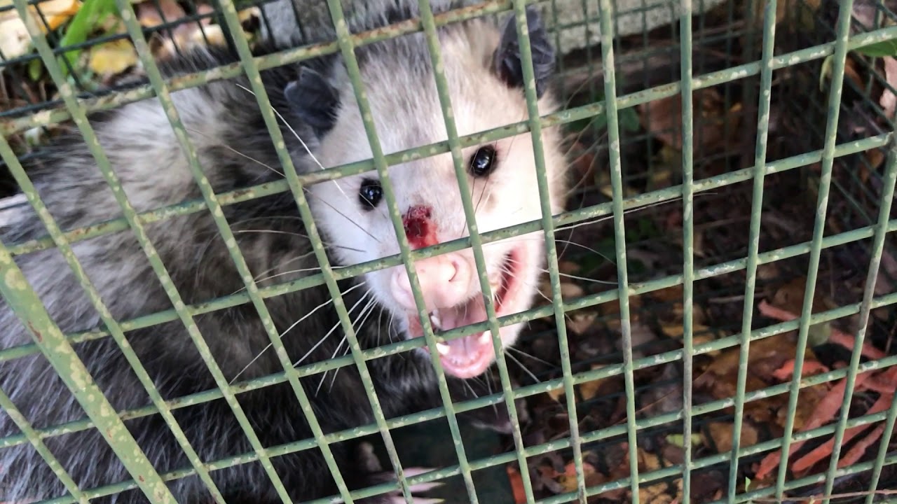 Possum smiling! - YouTube