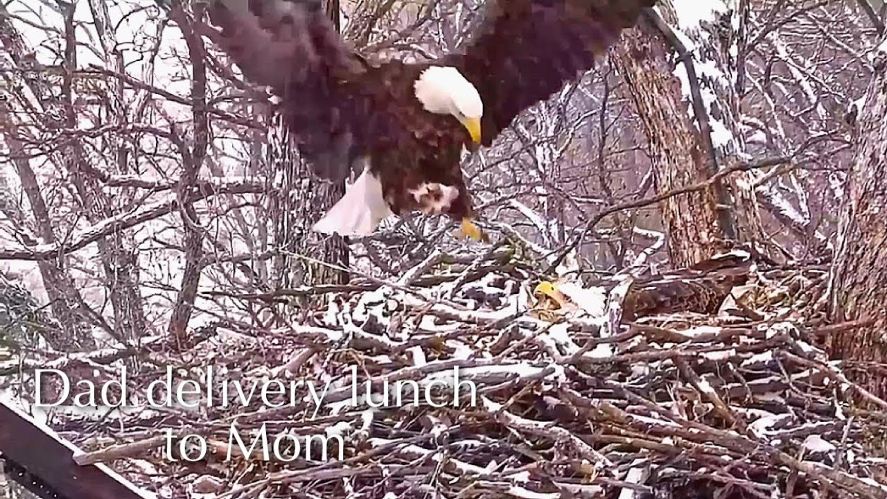 #2🦅🥚Decorah Eagle Nest 2025／Mr.North💗DNF／powered by EXPLORE.org - YouTube