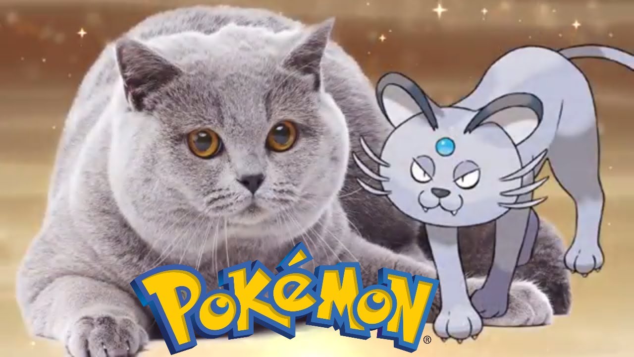 5 Pokemon Based On REAL Cat Species - YouTube