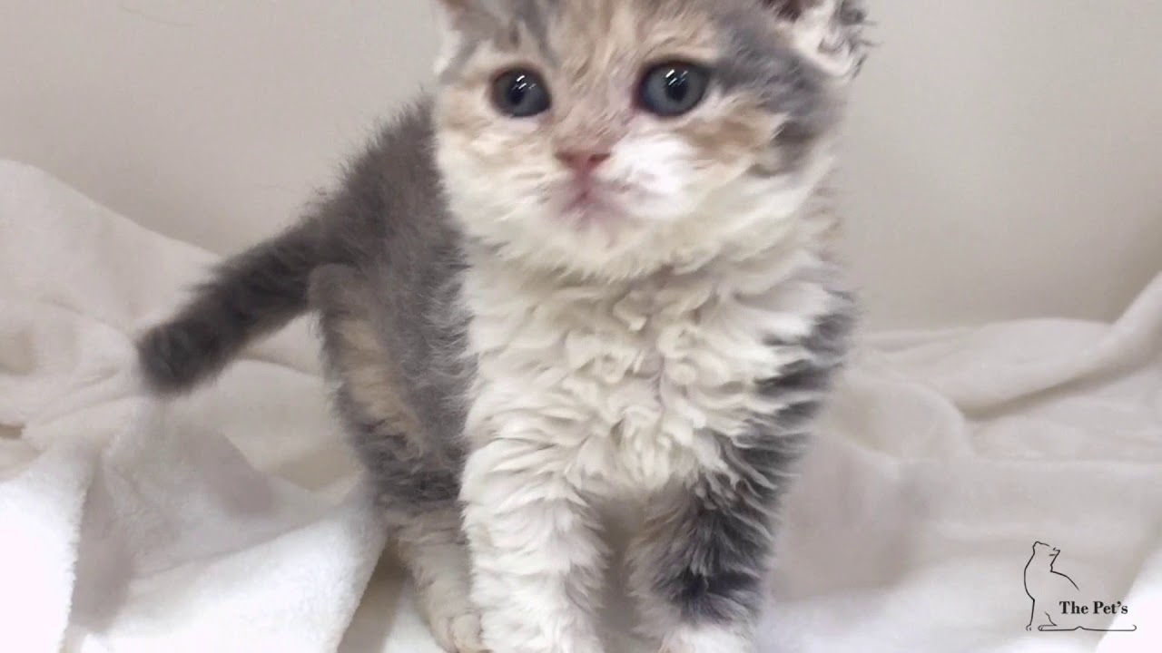 동글동글 복실하고 꼬불랑한 셀커크렉스 아가, 제주 더펫츠 (Baby Selkirk Rex Cat) - YouTube
