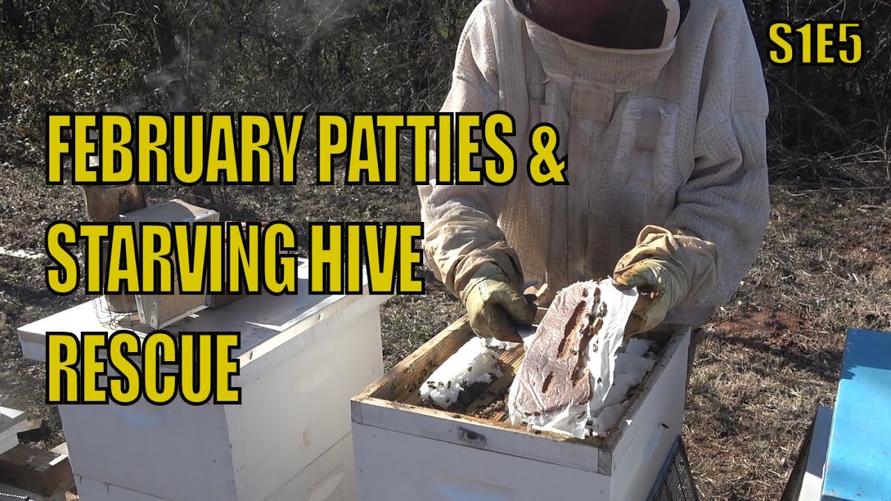 Saving a Bee Hive from Starvation S4E5 - YouTube