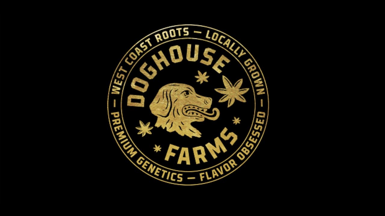 GARLATO from DOG HOUSE FARMS STRAIN REVIEW #HIGHTIMESCANNABIS CUP ENTRY ...