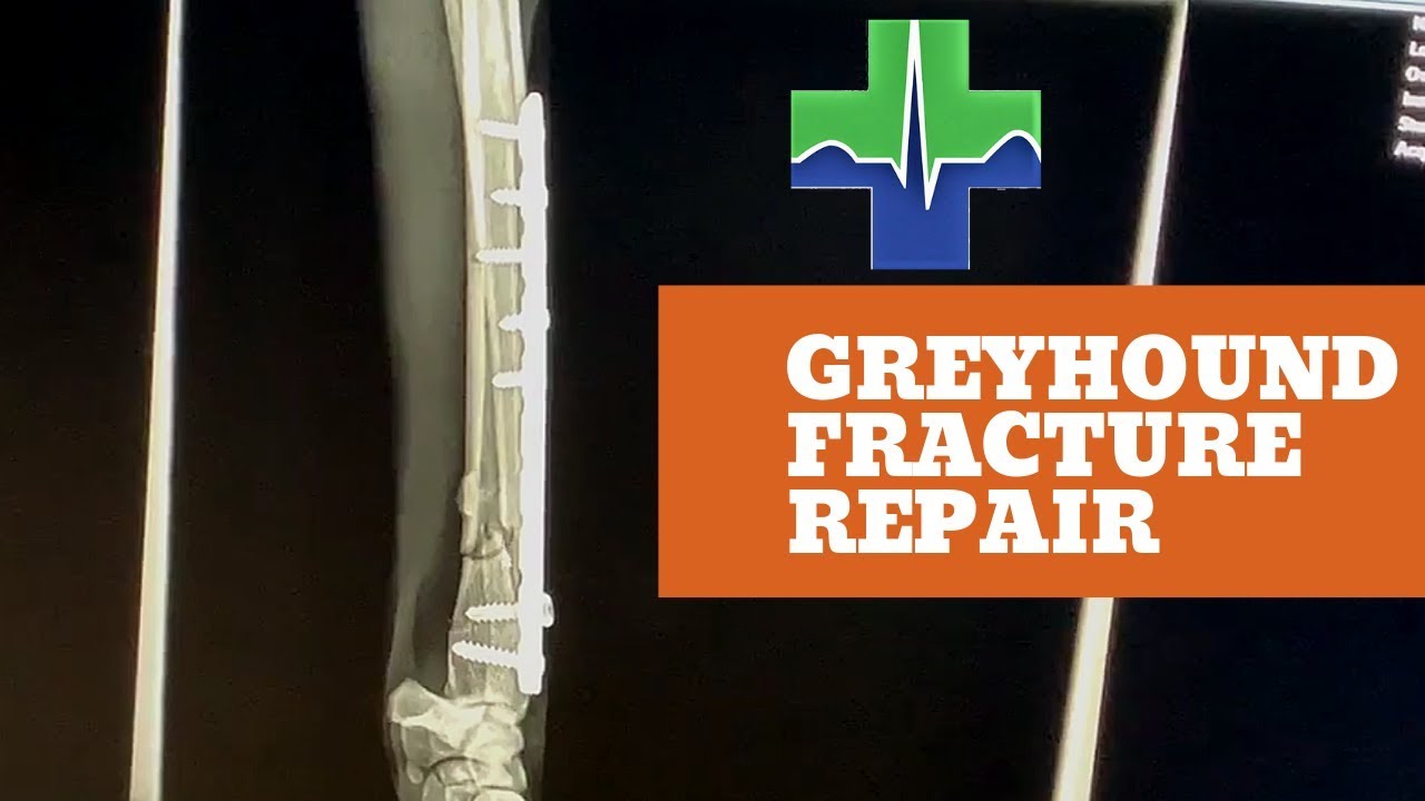Greyhound Fracture Repair - YouTube