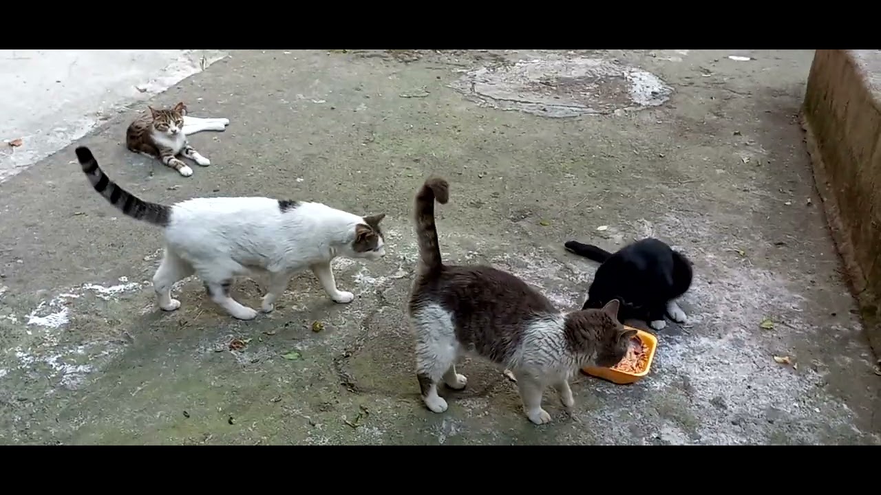 Mr Curious New series 12 - YouTube