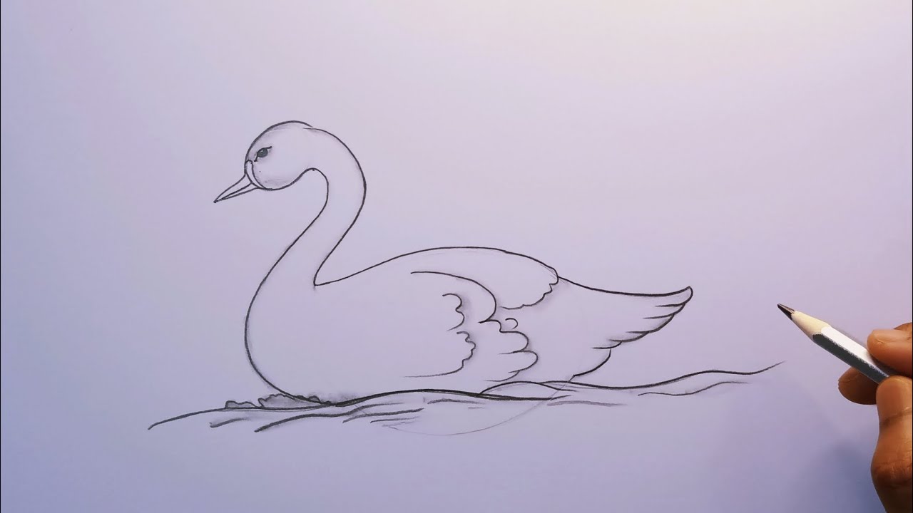 how to draw a swan swimming in water || how to draw a swan pencil ...