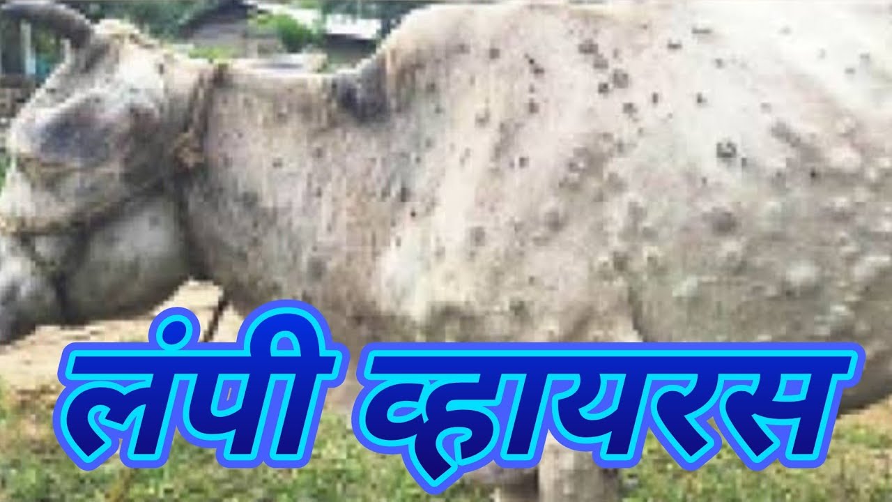 लंपी व्हायरस||Lumpi Virus|| Lumpi Virus India|लंपी व्हायरस इंडिया ...
