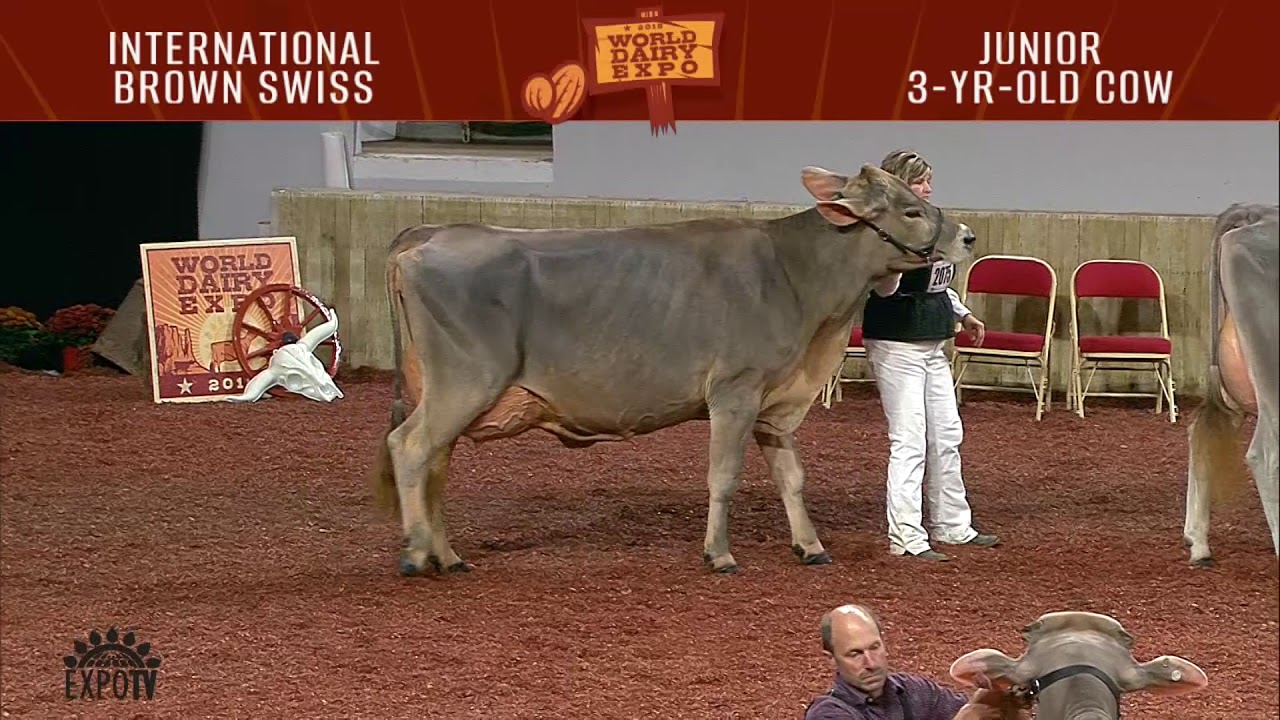 332 Brown Swiss Junior Three Year Old Cow - YouTube