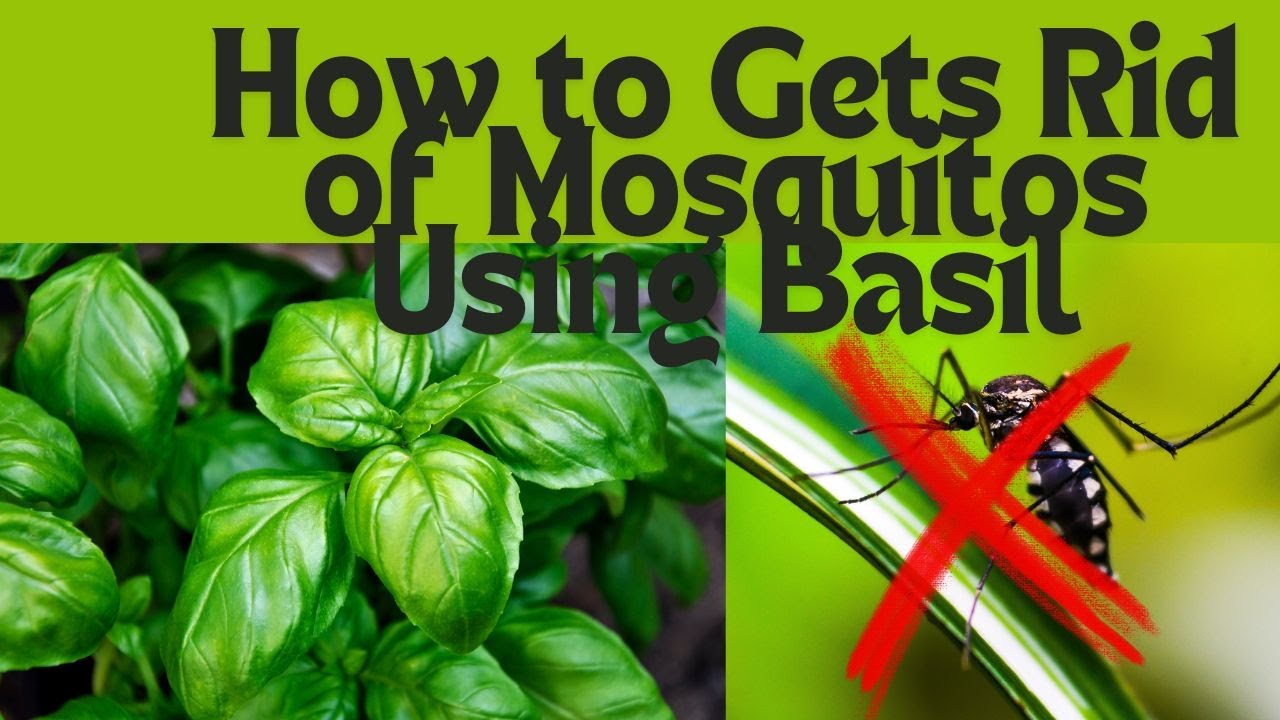 How to use Basil to Repel Mosquitos, Step by step Method - YouTube