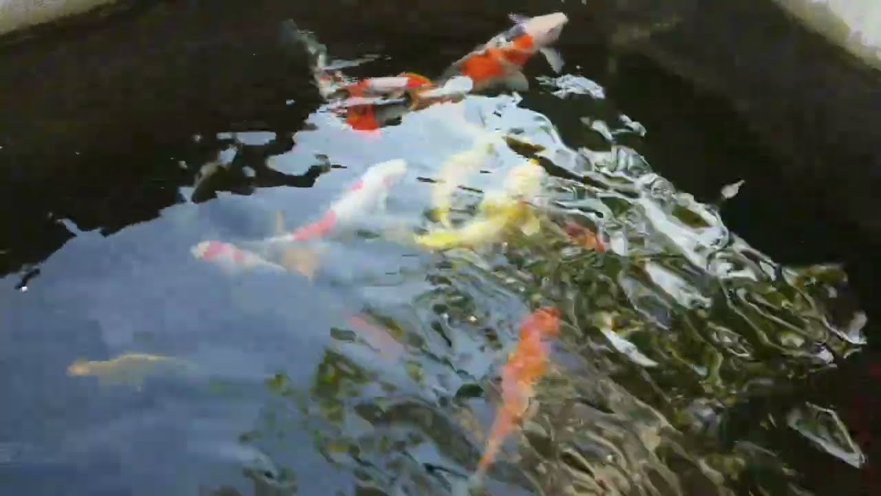 3 block koi fish tank - YouTube