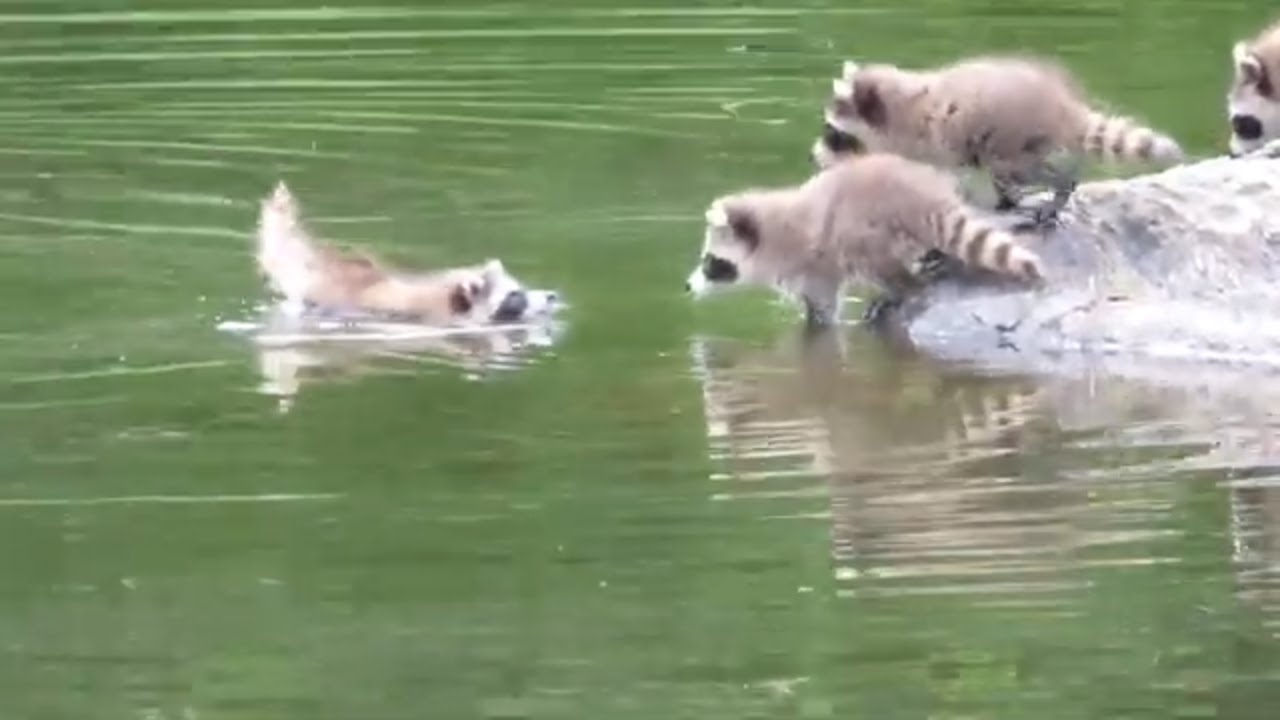 Raccoon relay race? Adorable footage of young raccoons swimming in a ...
