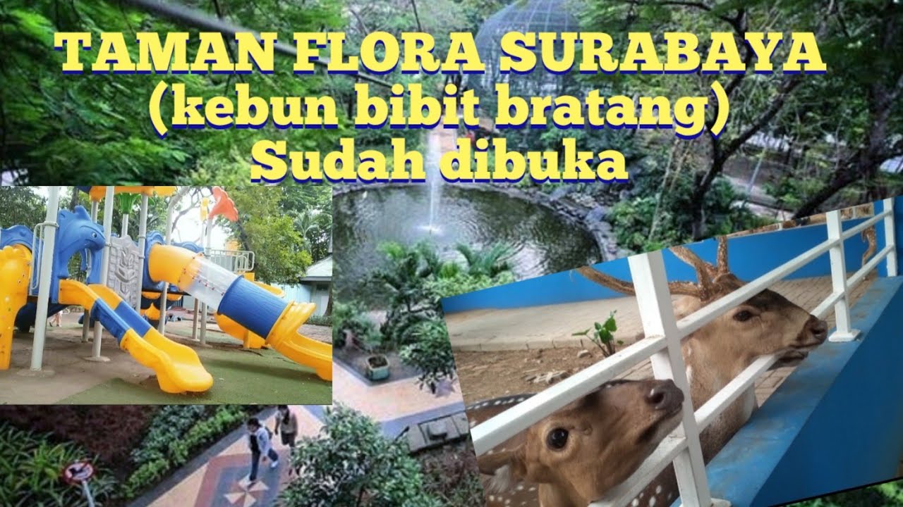 TAMAN FLORA BRATANG SURABAYA /wisata terbaru memberi makan rusa di ...