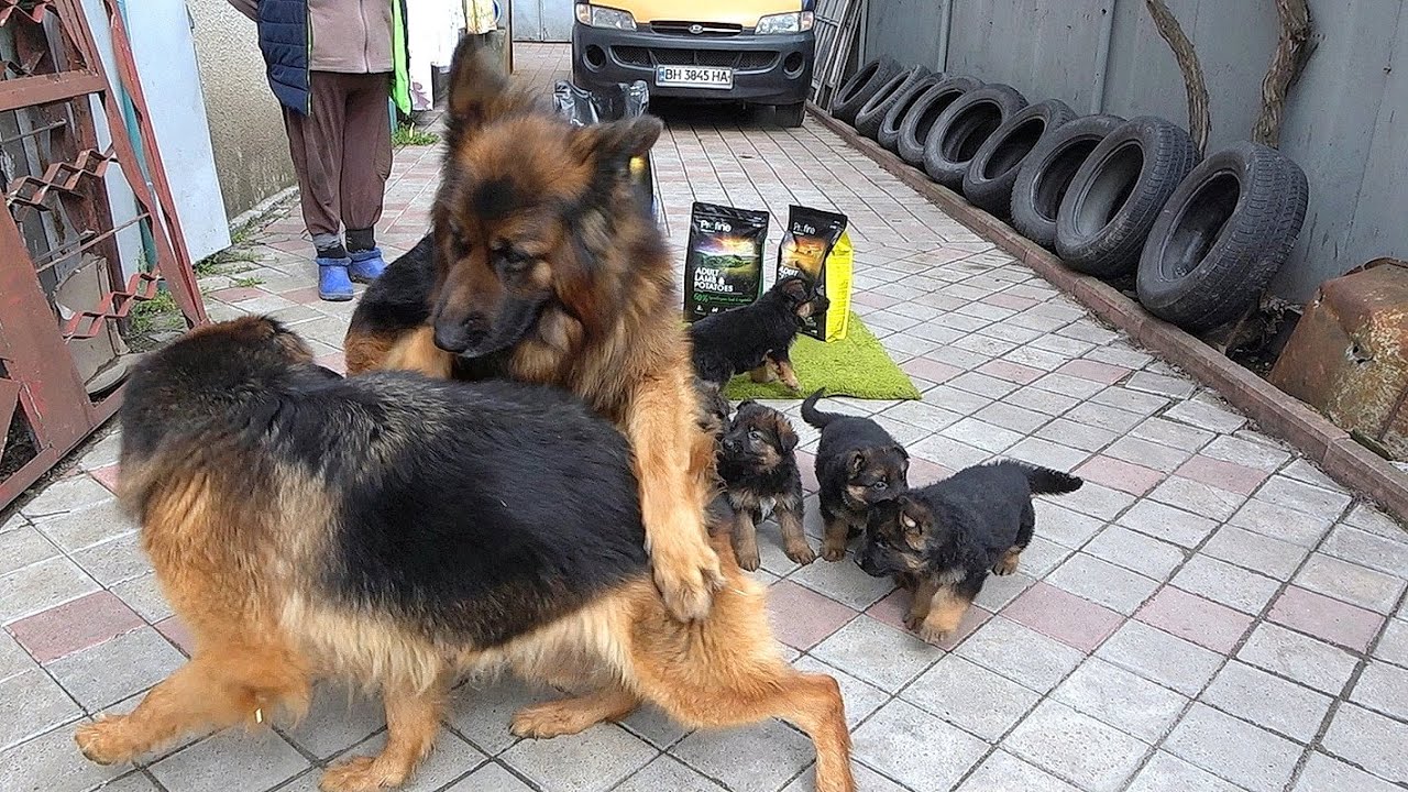 Family of German Shepherds. Cute little puppies and their mother Utah ...
