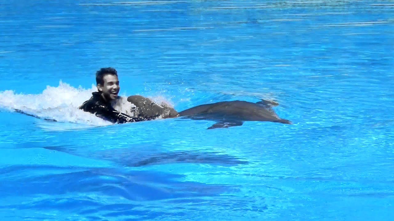 Riding Dolphins at Mirage - YouTube