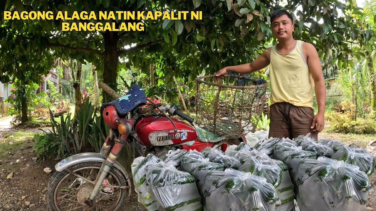 BAGONG AALAGAAN NATIN PANGHAHAKOT NG MGA GULAY NATIN AALAGAAN KITA NG ...