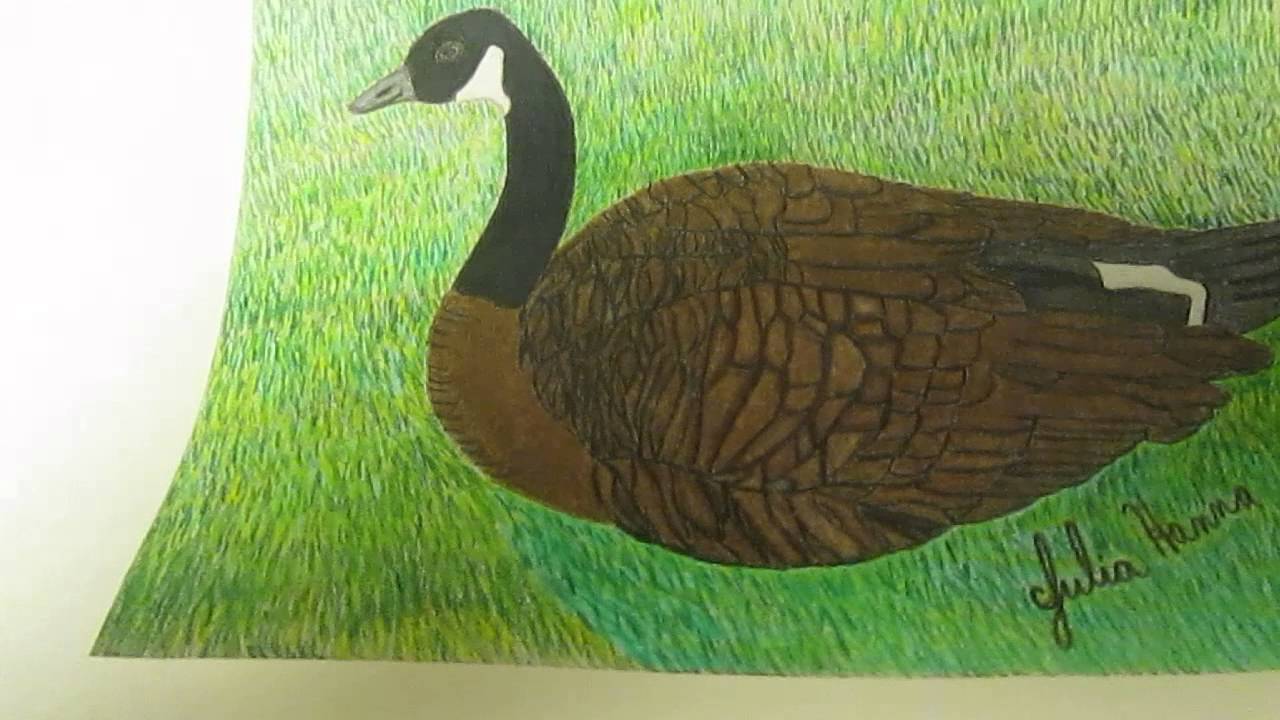 The Completed Canadian Goose Drawing - YouTube