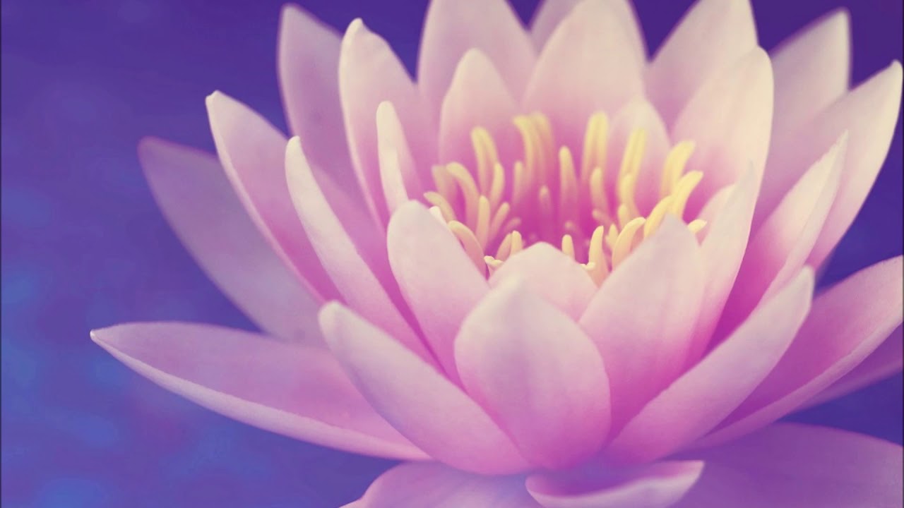 Lotus of Love - Short Guided Meditation for Peace & Tranquility - YouTube