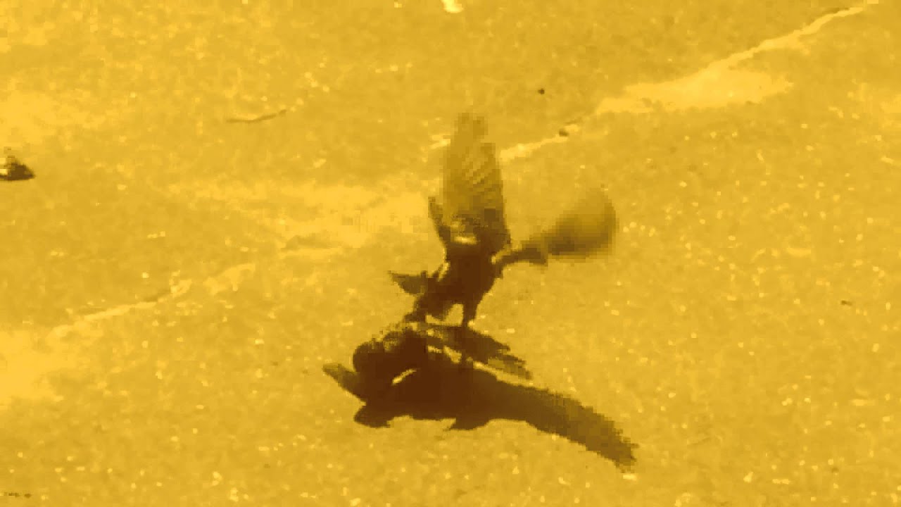 Bird fight - YouTube