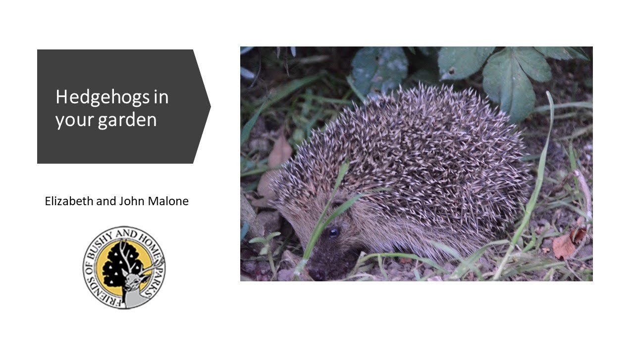 Hedgehogs in our London garden by Elizabeth and John - YouTube