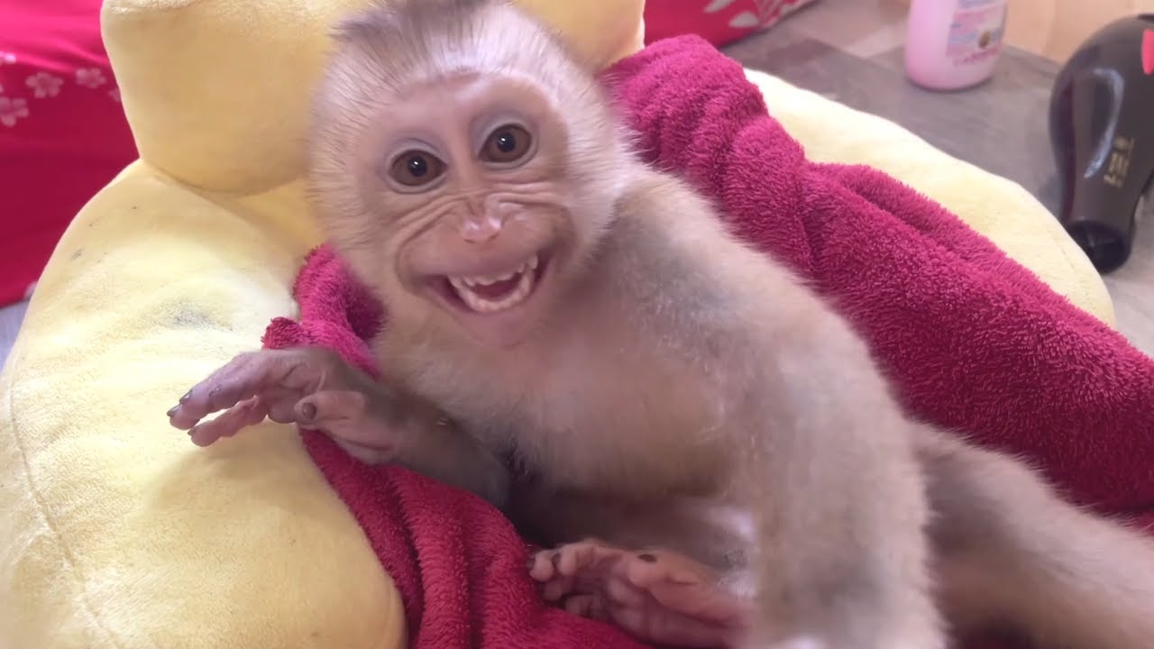 Good Smile Baby Monkey Jessa, Funny Monkey Video - YouTube