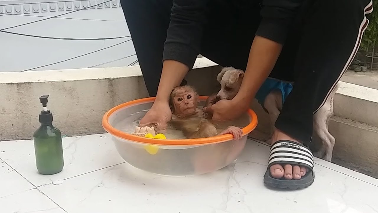 Baby monkey Luki is cleaned by his father and the appearance of the dog - YouTube