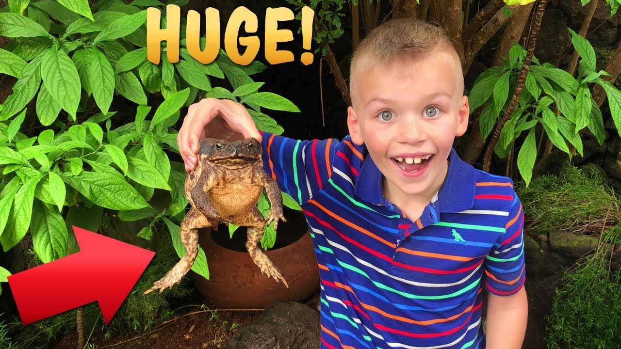 Chris Finds a HUGE Frog! - Family Fun Pack Hawaii Vlog - YouTube