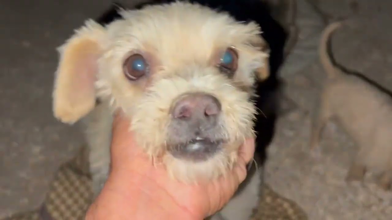 Checking Morfoula at night , she is so beautiful 😍 she loves her ...