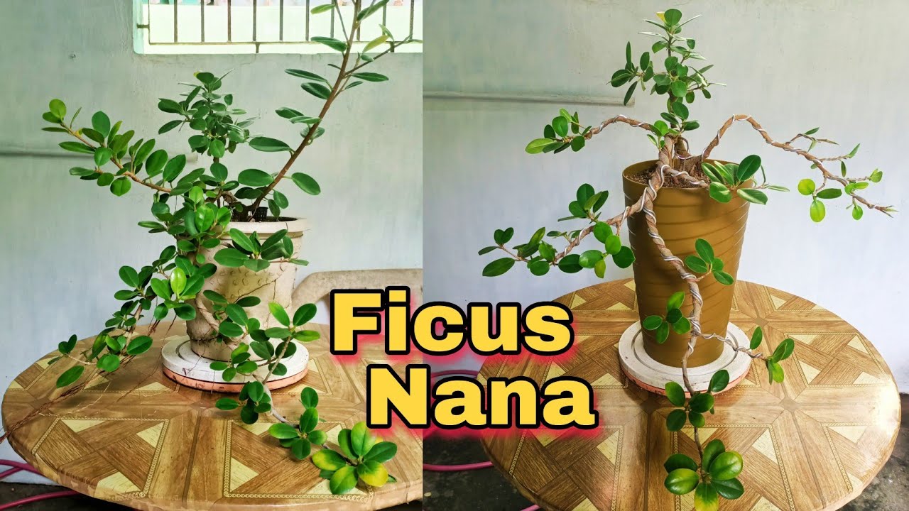 PART 2 FICUS NANA/FICUS GREEN ISLAND/FICUS MICROCARPA/PAANO GAWING ...