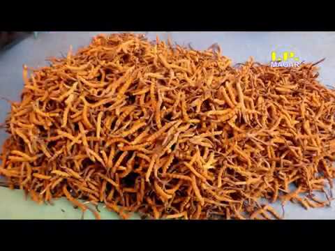 The World's Most Expensive Fungus or "Yarsagumba" of Nepal || The Video ...