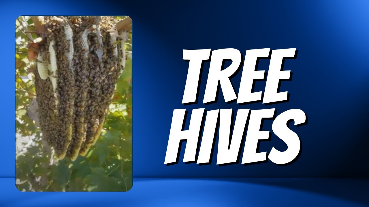 How to remove bees from trees - YouTube