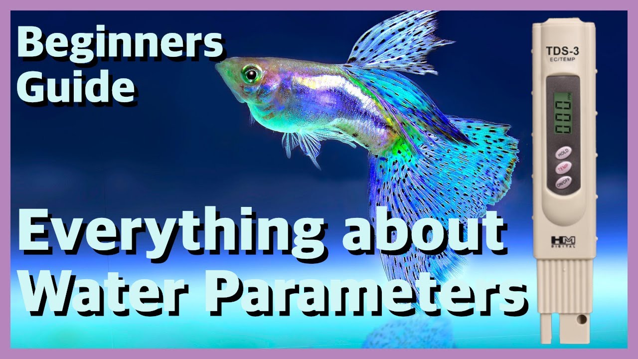 Beginner's Guide to Water Parameters - YouTube