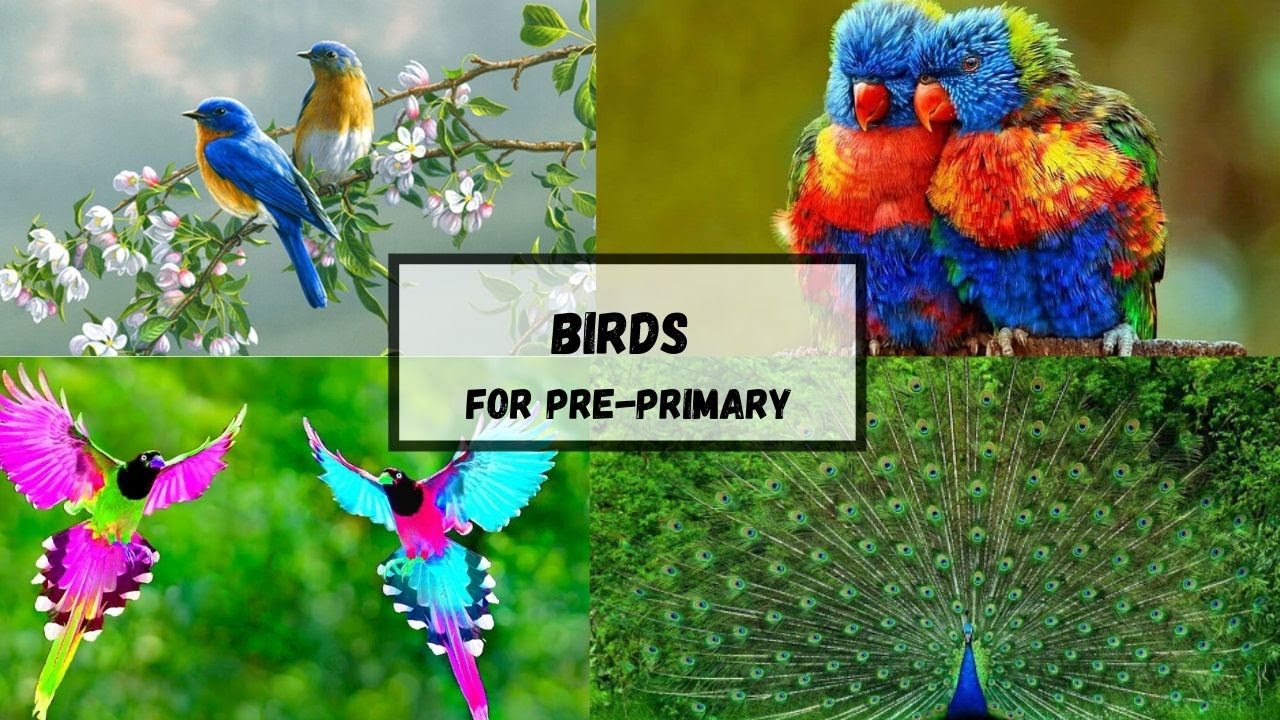 Pre-Primary GK - Birds - YouTube