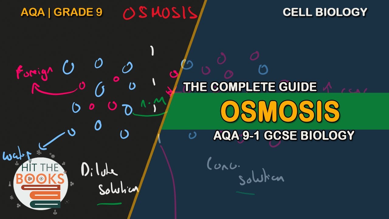 Osmosis | GCSE Biology (AQA) - YouTube