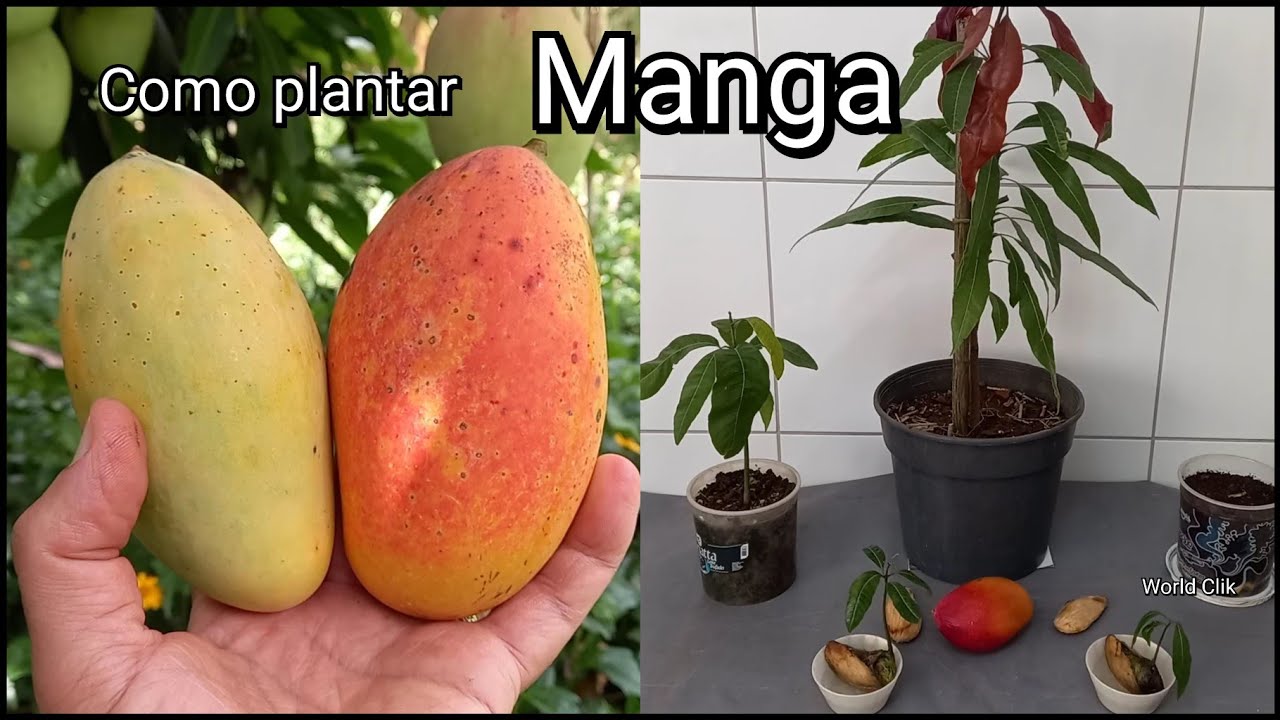 Como plantar Manga - Agricultura Orgânica dicas de Cultivo - YouTube