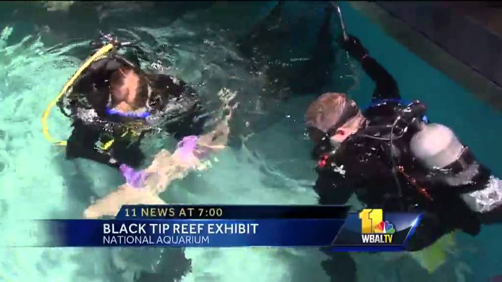 Ava plays with coral at new aquarium shark exhibit - YouTube