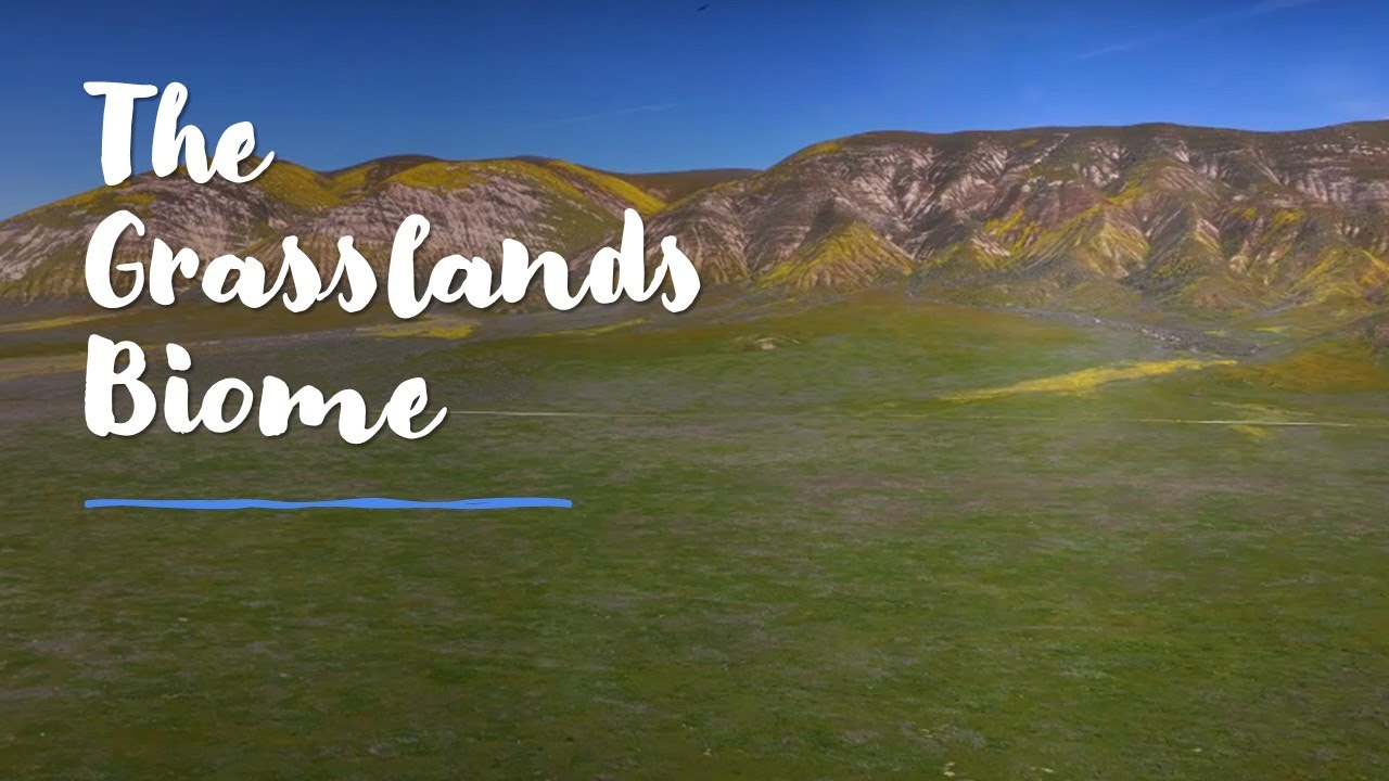Wonders of North America's Temperate Grasslands [5 of 9 Biomes of Earth ...