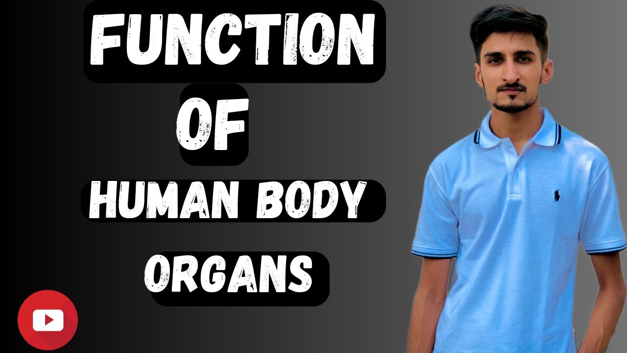 Human Body Organs / Function of Human Body orgns/ Function of Heart ...