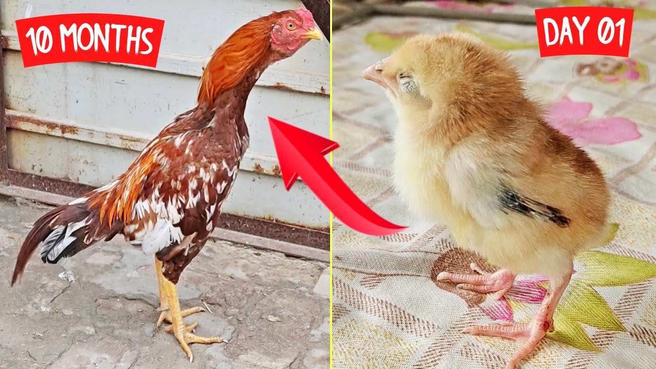 Growth Of Teddy Aseel Murga || Development of the Chick to Maturity in ...