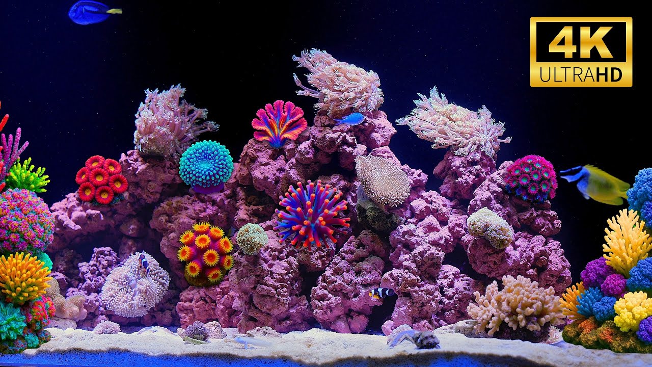 🐬 Pure Calm with 4K Fish Tank | Gentle Aquatic Motion and Silence - YouTube